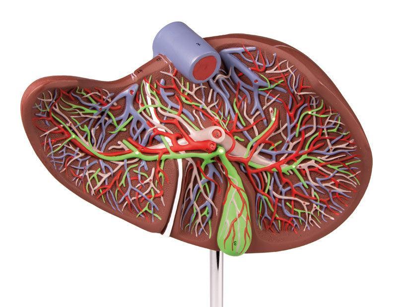 Erler-Zimmer, Menschliche Leber, 1,5-fach vergrößert, K108 – Notemed ...